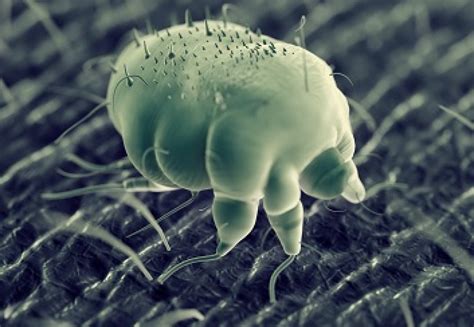 Épidémie De Gale Dans Un Hôpital Corse Egora