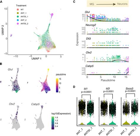 Stat Signaling Modifies Ascl1 Chromatin Binding And Limits Neural Regeneration From Muller Glia