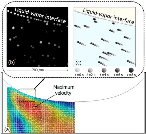 Comparison Of The Simulated Velocities Right With The Experimental Download Scientific