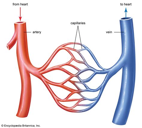 artery structure function and types britannica