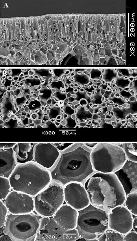 Anatomy Of Lamina Of The Floating Leaf Of Nymphaea Candida J Presl