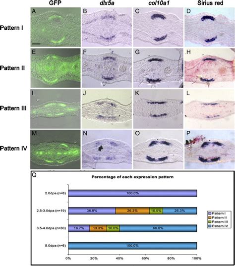 Separation Of Gfp Domain Of Expression Into Two Precedes Separation Of