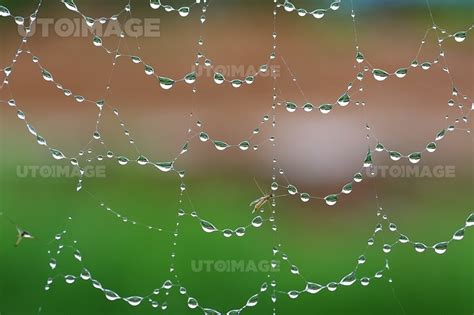 이슬방울 맺힌 거미줄 유토이미지 상세페이지 베이직샵 사진 20607067