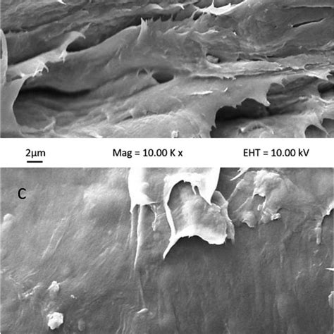 Surface Cross Section Scanning Electron Microscopy Sem Micrographs Of