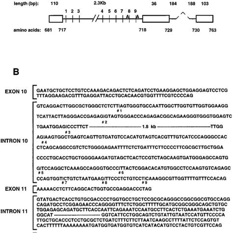 Structure Of Ir Minigenes Containing Exon 11 Panel A Schematic Of Ir