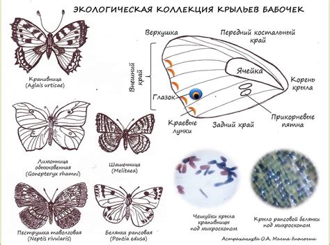 Крылья бабочек - сколько их, чем покрыты и их строение