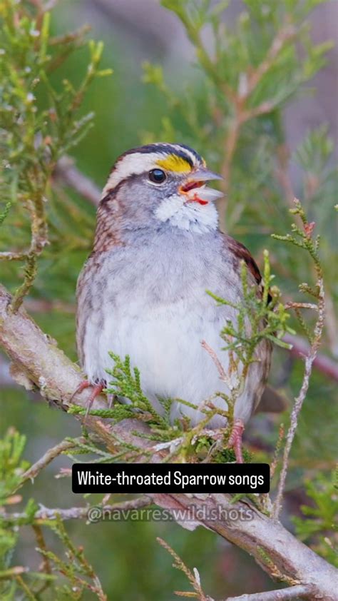 White Throated Sparrow Song Variants