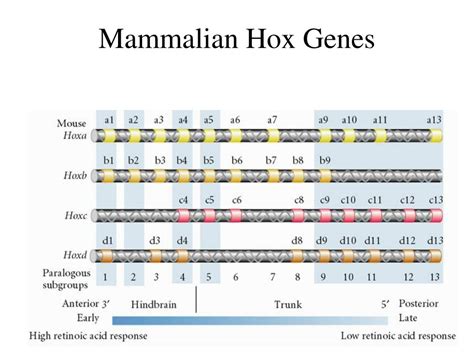Ppt Vertebrate Embryonic Patterning 6 Powerpoint Presentation Free