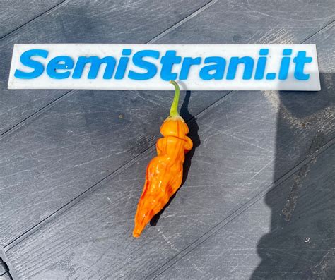 Sugar Rush Stripey Chili Pepper Seeds - Semi Strani Carlo Martini