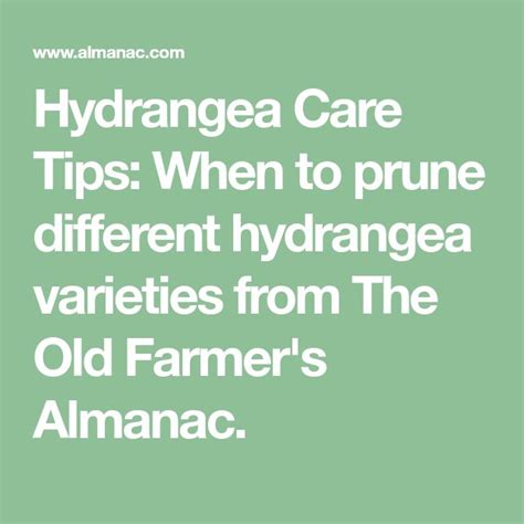 When To Prune Hydrangea Varieties With Chart Hydrangea Varieties