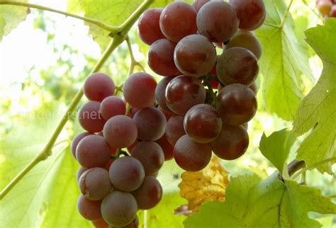 Виноград лидия (63 фото)