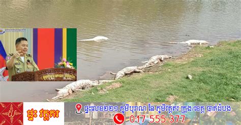 ហេតុអ្វី បានយកសត្វក្រពើងាប់មកទម្លាក់ចូលក្នុងស្ទឹងសង្កែ សារព័ត៌មាន នគរវត្ត