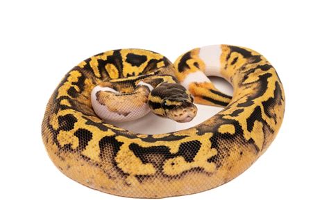 Pastel Piebald Ball Python By Curved Balls Morphmarket