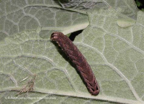 Cutworm College Of Agricultural Sciences