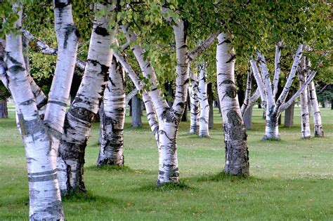 How To Grow And Care For Silver Birch Tree In Your Garden