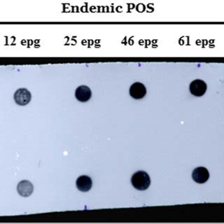 Representative Images Of IDot For A Qualitative Interpretation Of Download Scientific Diagram