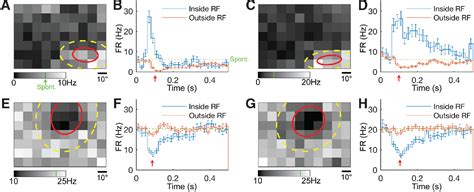 Figure 7 From Segregation Of Visual Response Properties In The Mouse Superior Colliculus And