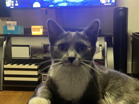 Rate My Cat Her Name Is Ash R Cat