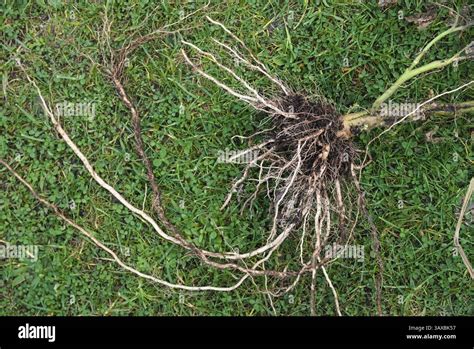 Strong Root System Of An Old Tomato Plant Rooting Close Up Stock