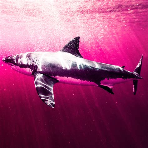 Pink Shark Acrylic Block
