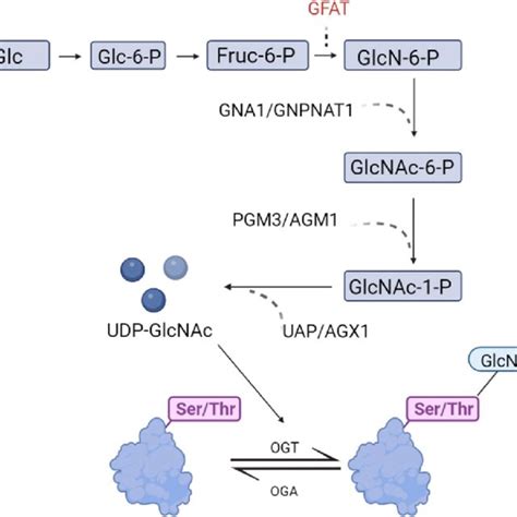 Two Major Reactions In The Polyol Pathway And Their Effects On Cells In
