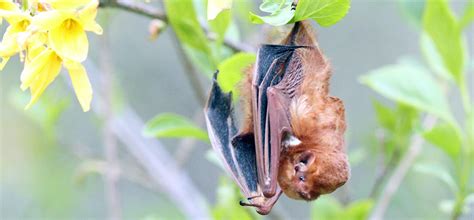 Flying In Plain Sight The Bats Of Central Central Park Conservancy