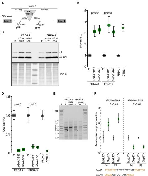 Excision Of The Pathogenic Expanded Gaa Repeats And Aso Treatment Download Scientific Diagram