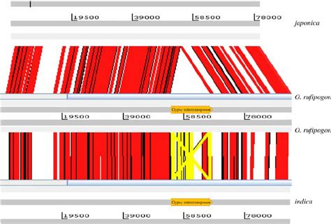 Genomic Sequence Comparison Of Orthologous Genomic Regions From Rice