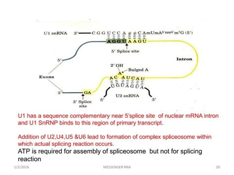 Structure And Function Of Messenger Rna Mrna Pptx Programming Languages Computing