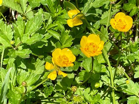 花 黄 Pixabay上的免费照片 Pixabay