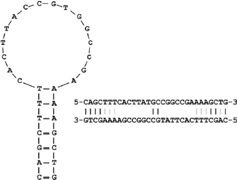 Alternative Structures Formed By Dna Molecules With Inverted Repeats Download Scientific