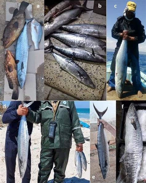 Catches Of Narrow Barred Spanish Mackerel Scomberomorus Commerson By