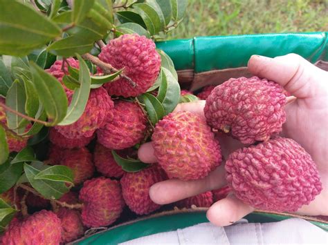 Lychee Erdon Lee Arbour Grove Nursery