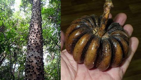 explosive seed pods sandbox tree of south america