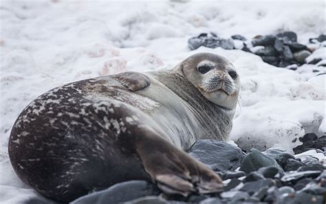 Fat Seal Wallpapers Wallpaper Cave