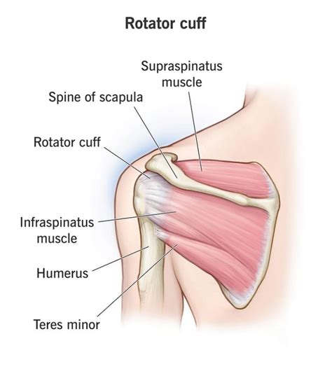 Surgery Procedures The Bone And Joint Centre