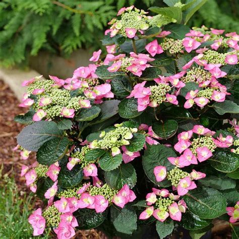 22 Stunning Oakleaf Hydrangea Varieties Balcony Garden Web