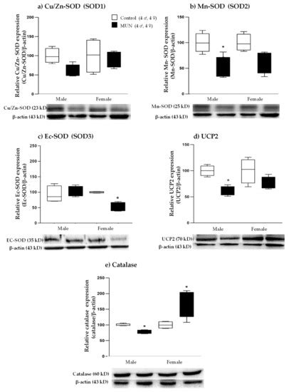 ijms free full text sex differences in placental protein expression