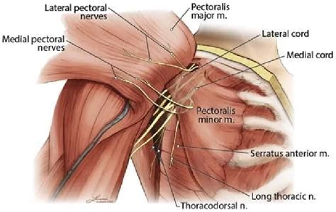 Medial Pectoral Nerve Surgical Importance Physical Therapy Treatment
