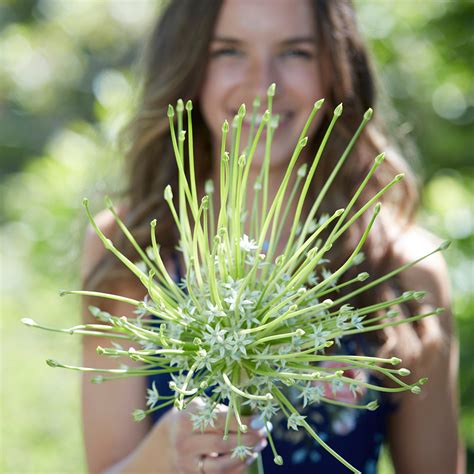 Buy Premium Quality Allium Schubertii Arctic Snow From Dutch Bulbs
