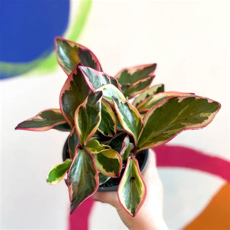 Shining Bush Plant Peperomia Clusiifolia Ginny British Grown