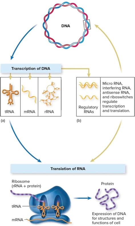 Hanaa Fayed On Linkedin Summary Of The Flow Of Genetic Information In