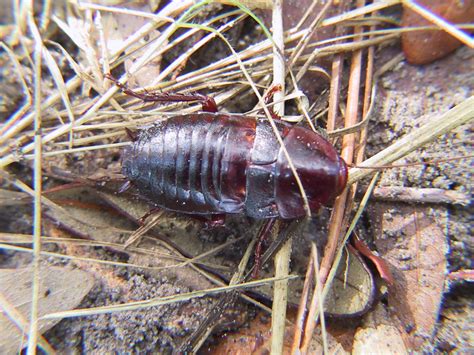 What Are Signs Of A Cockroach Infestation Terminix