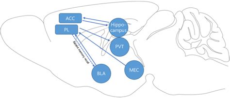 functional network of remote fear memory active regions during the
