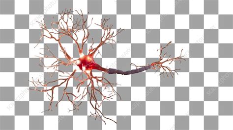 Neuron Firing Animation Stock Video Clip K0135025 Science Photo