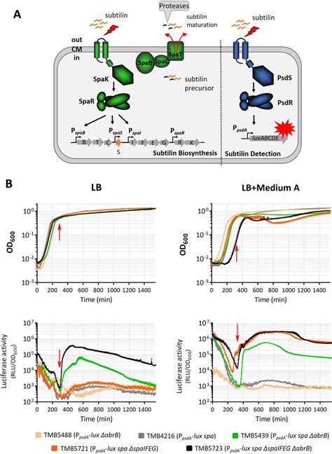 Regulation Of Heterologous Subtilin Production In Bacillus Subtilis W168 Pmc