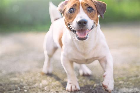 행복한 즐겁고 장난 잭 러셀 개 휴식과 여름 휴가 휴가에 공원 야외 와 외부에서 Gress 정원에 휴식 0명에 대한 스톡 사진 및 기타 이미지 Istock