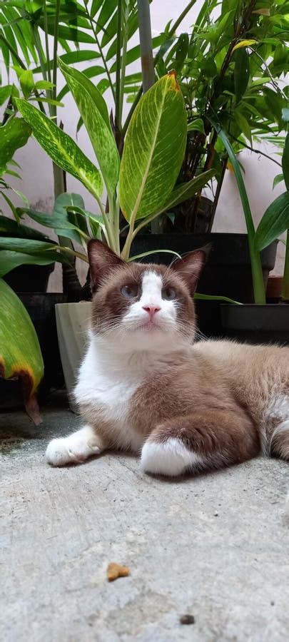 The Daily Behavior Of Cute And Adorable Cats Inside The House Stock