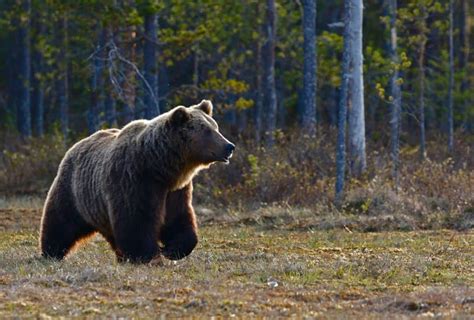 Descubre La Majestuosidad De La Vida Salvaje En El Parque De La