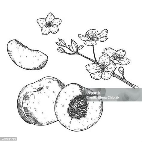 벡터 스케치 복숭아 장식 세트입니다 손으로 그린 식물 삽화 흰색 배경에 고립된 라인 아트가 있는 흑백 과일 그림 건강한 생활